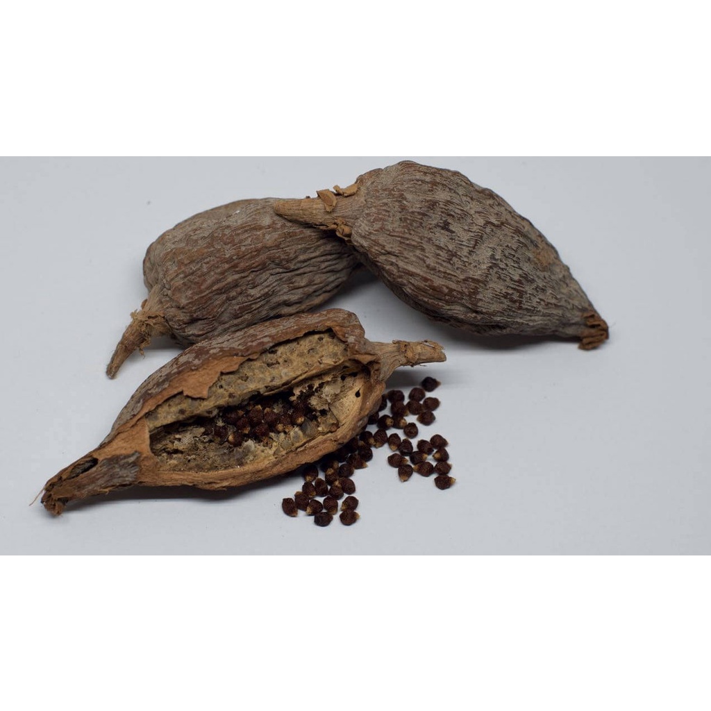 Alligator Pepper 1 Piece | Shopee Philippines