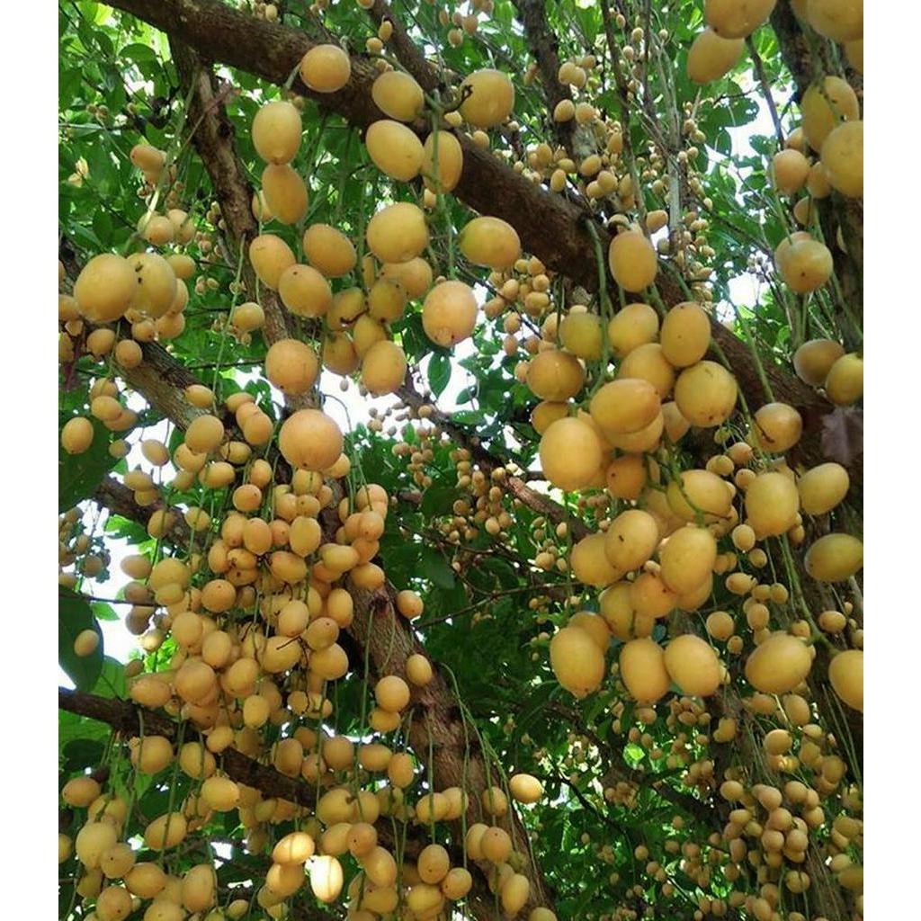 Baccaurea ramiflora Burmese grape 10 Seeds FrutaTropical | Shopee ...