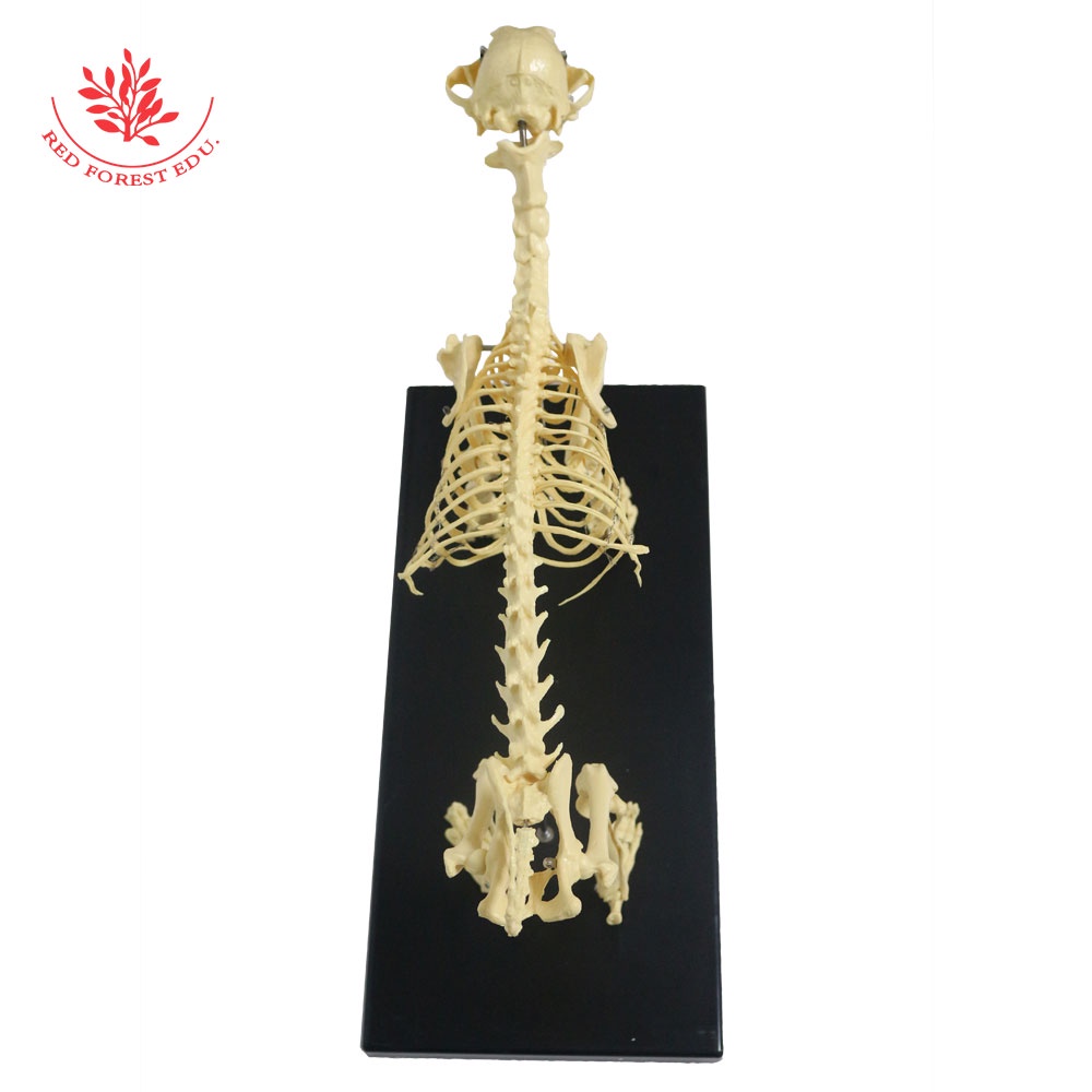 Dog Skeleton Model Canine Skeleton Anatomical Animal Model Educational ... Dog Skeleton Model Canine Skeleton Anatomical Animal Model Educational ...