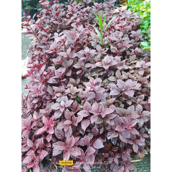 RED CREEPER for landscape | Shopee Philippines