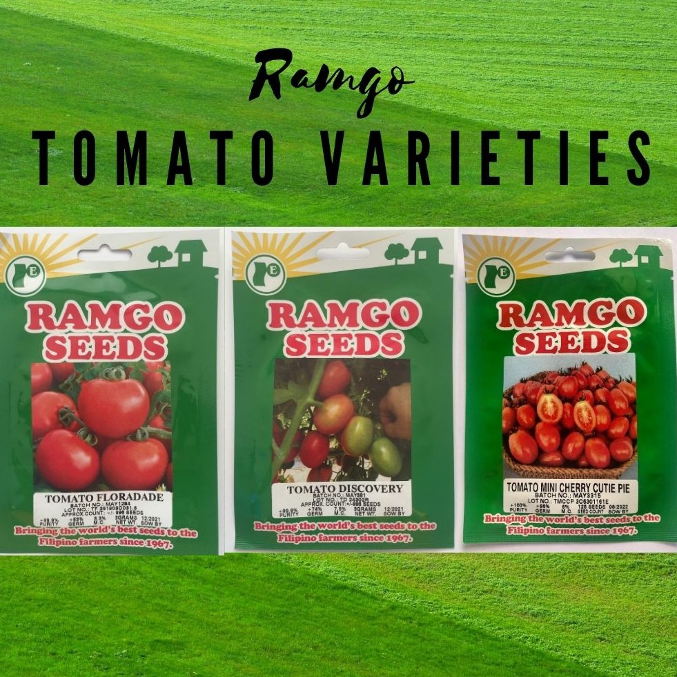 Ramgo TOMATO Varieties | Shopee Philippines