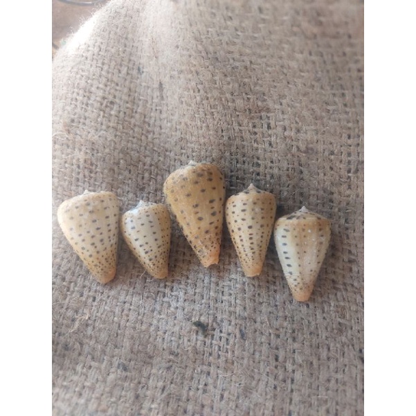 conus betulinus beech cone natural shell | Shopee Philippines