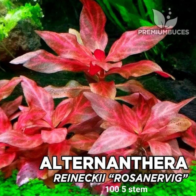 althernantera rosanervig (rare aquatic plant) | Shopee Philippines