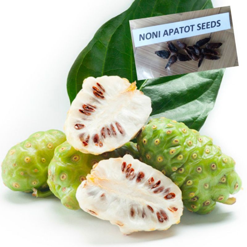 Apatot Seeds for Planting (10seeds/Pack) | Shopee Philippines