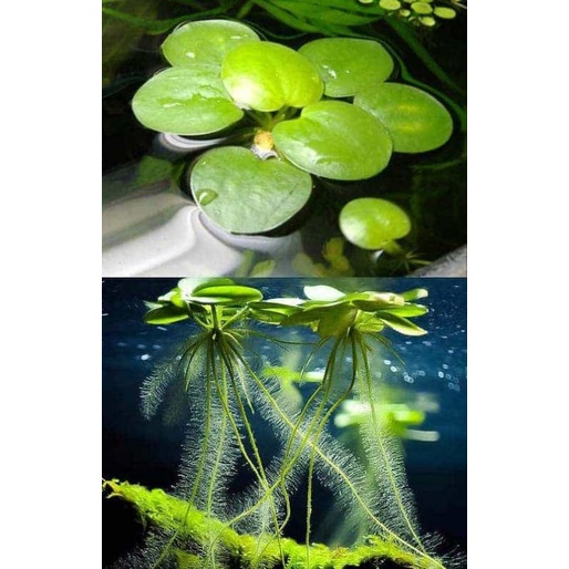 Frogbit floating plants | Shopee Philippines