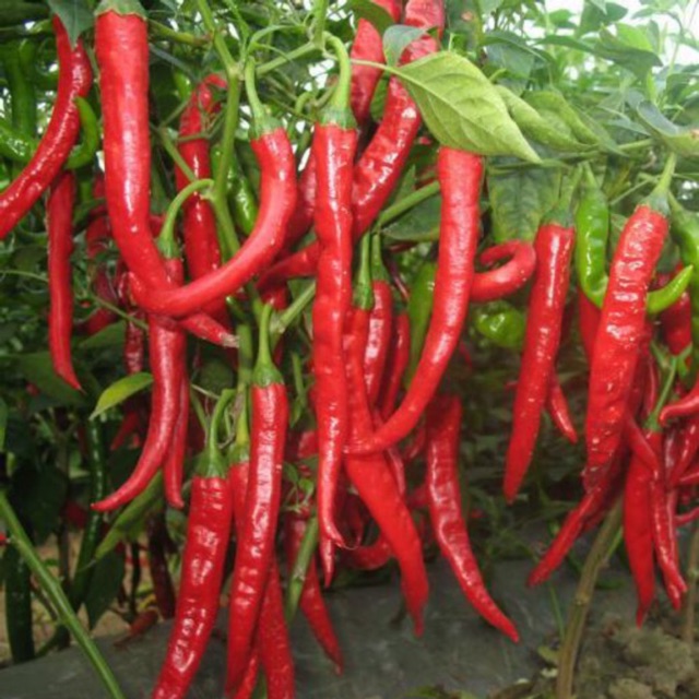 Giant Spicy chili pepper SEEDS | Shopee Philippines