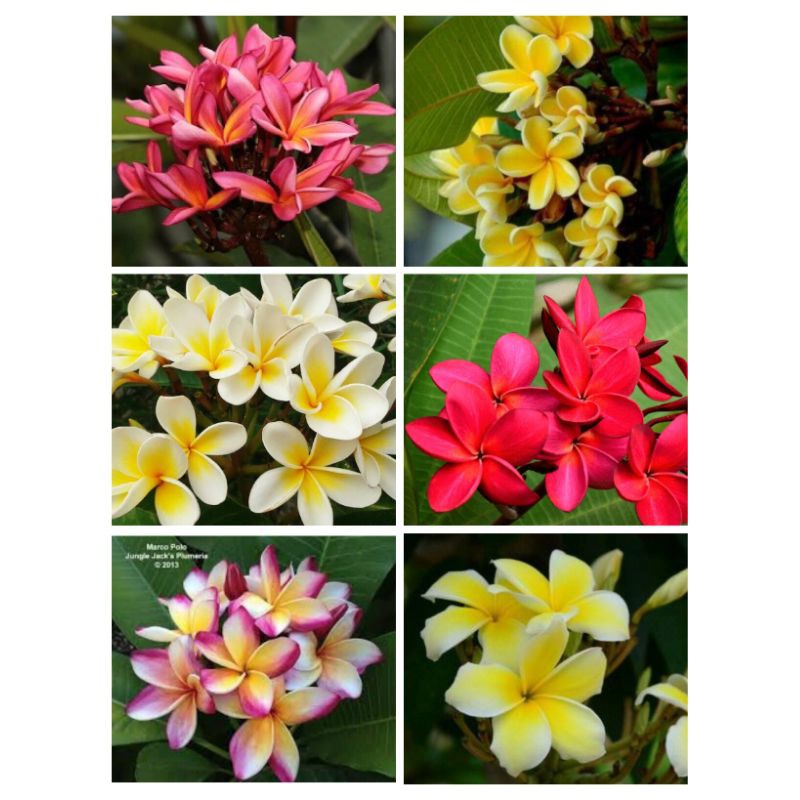 Hawaiian Calachuchi Frangipani | Fragrant Plumeria Cuttings | Shopee ...