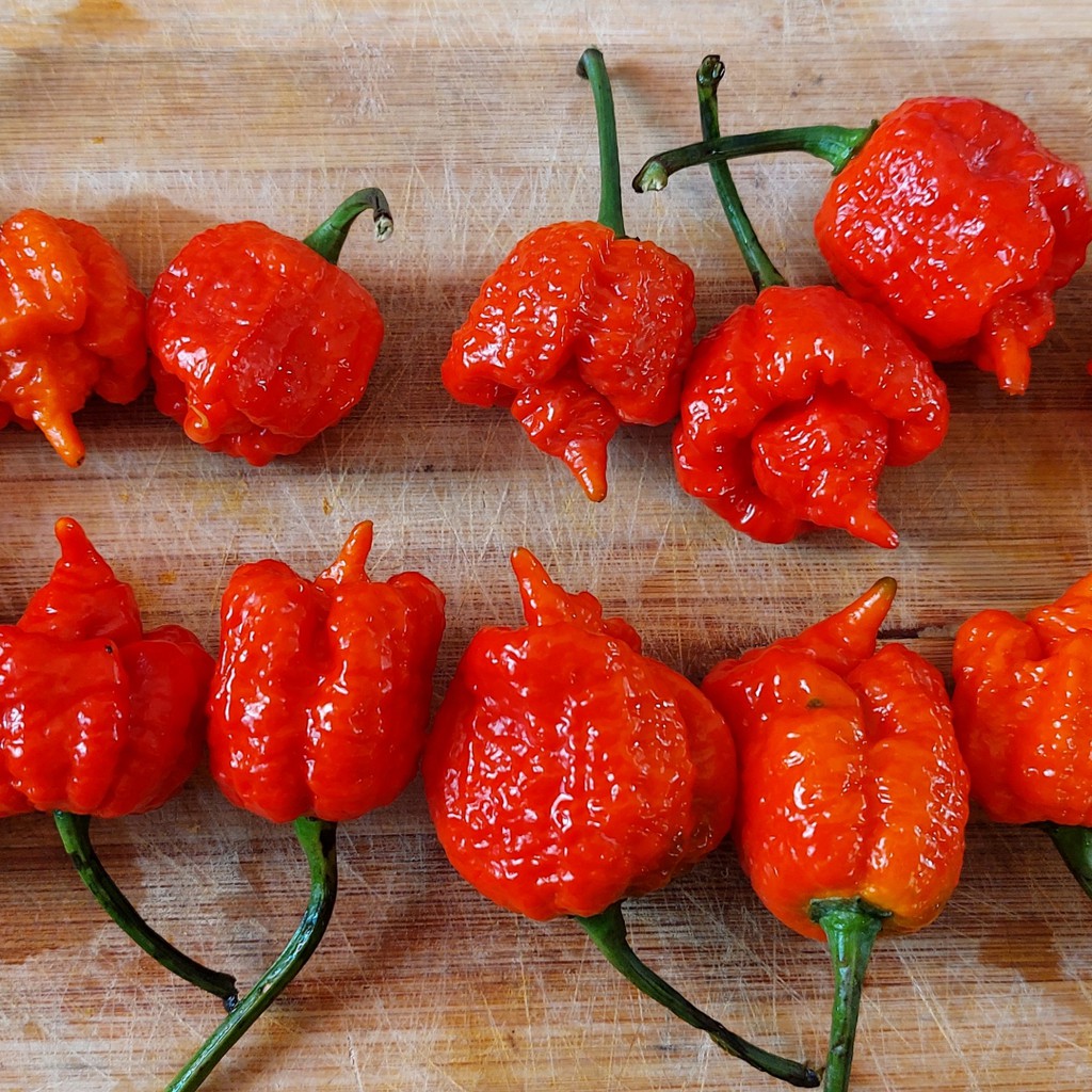 CAROLINA REAPER SEEDS - 1000 Pcs Seeds from 100% Tail pods | Shopee ...