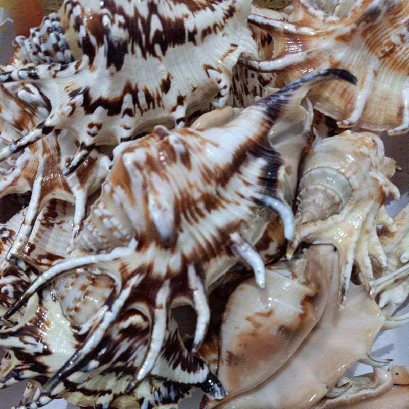 Spider CONCH LAMBIS SHELL SHELL SHELL SHELL SHELL SHELL SHELL SHELL ...
