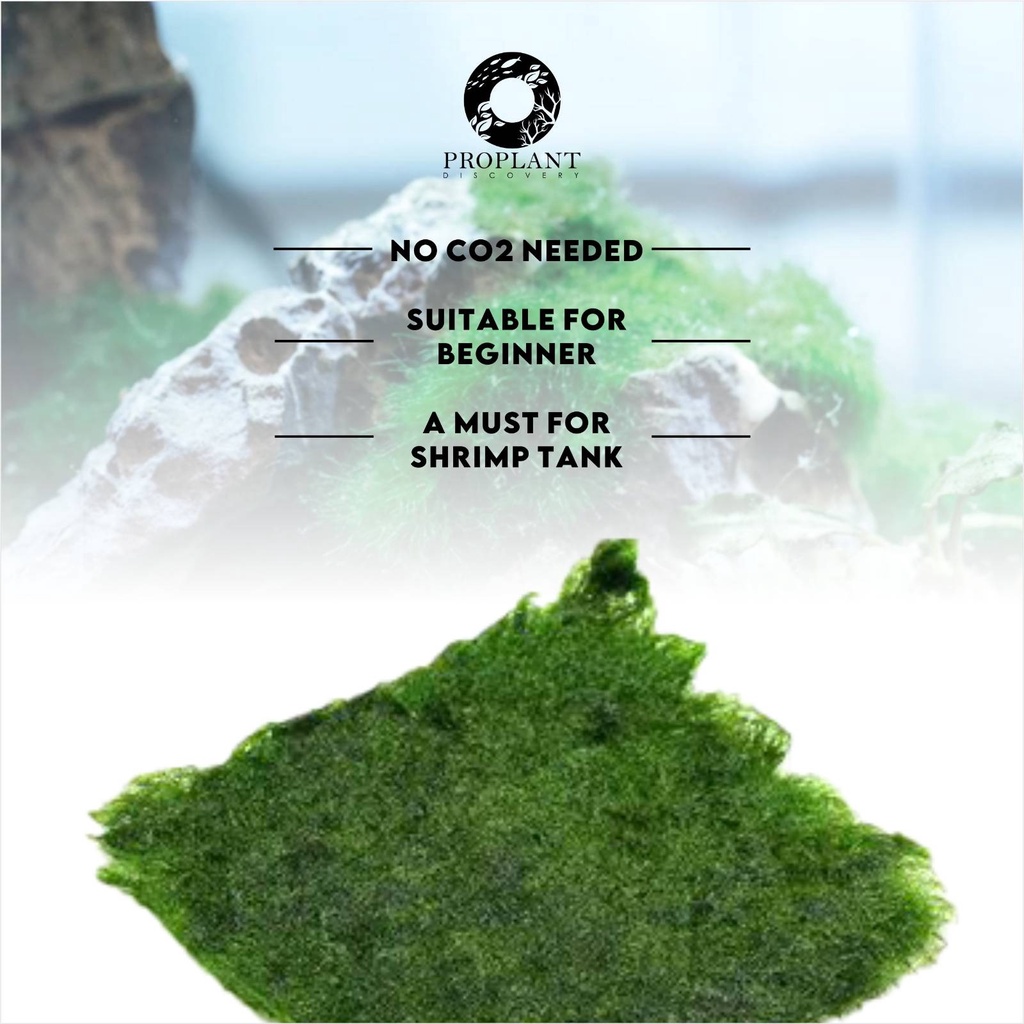 Marimo Moss Carpet on mesh Aquarium / Aquascape / Paludarium / Vivarium / Shrimp Tank / Algae ...