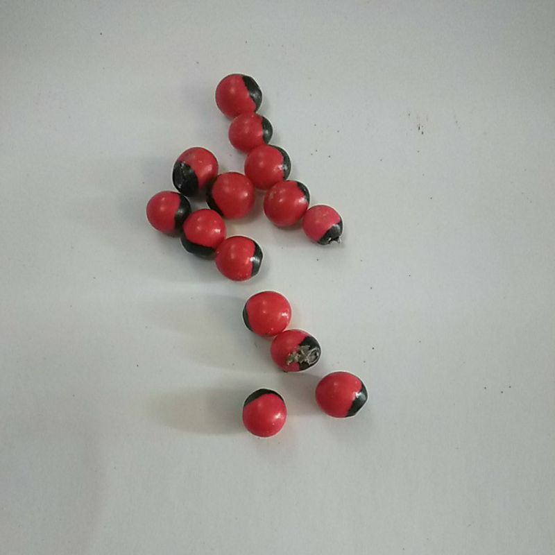 Mata ng saga saga or rosary pea seeds pampaswerte sa pitaka | Shopee ...