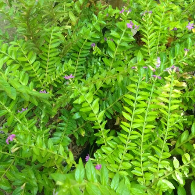 Chinese kopia plant (live plant) | Shopee Philippines