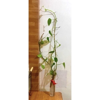 Photos Plant - 3 pcs with roots. | Shopee Philippines