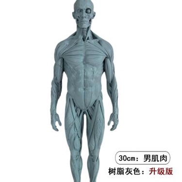 30cm Medical Drawing Bust CG Reference Art Use Human Muscle Head ...