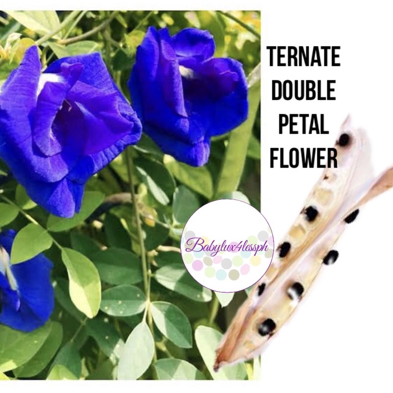 Butterfly Pea (Blue Ternate) Flower Seeds, (double petals variety ...
