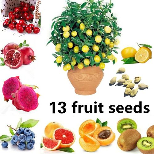 Fruit Tree Seeds Fig+Apple+orange+actinidia+Blueberry+small Tomato+Min ...