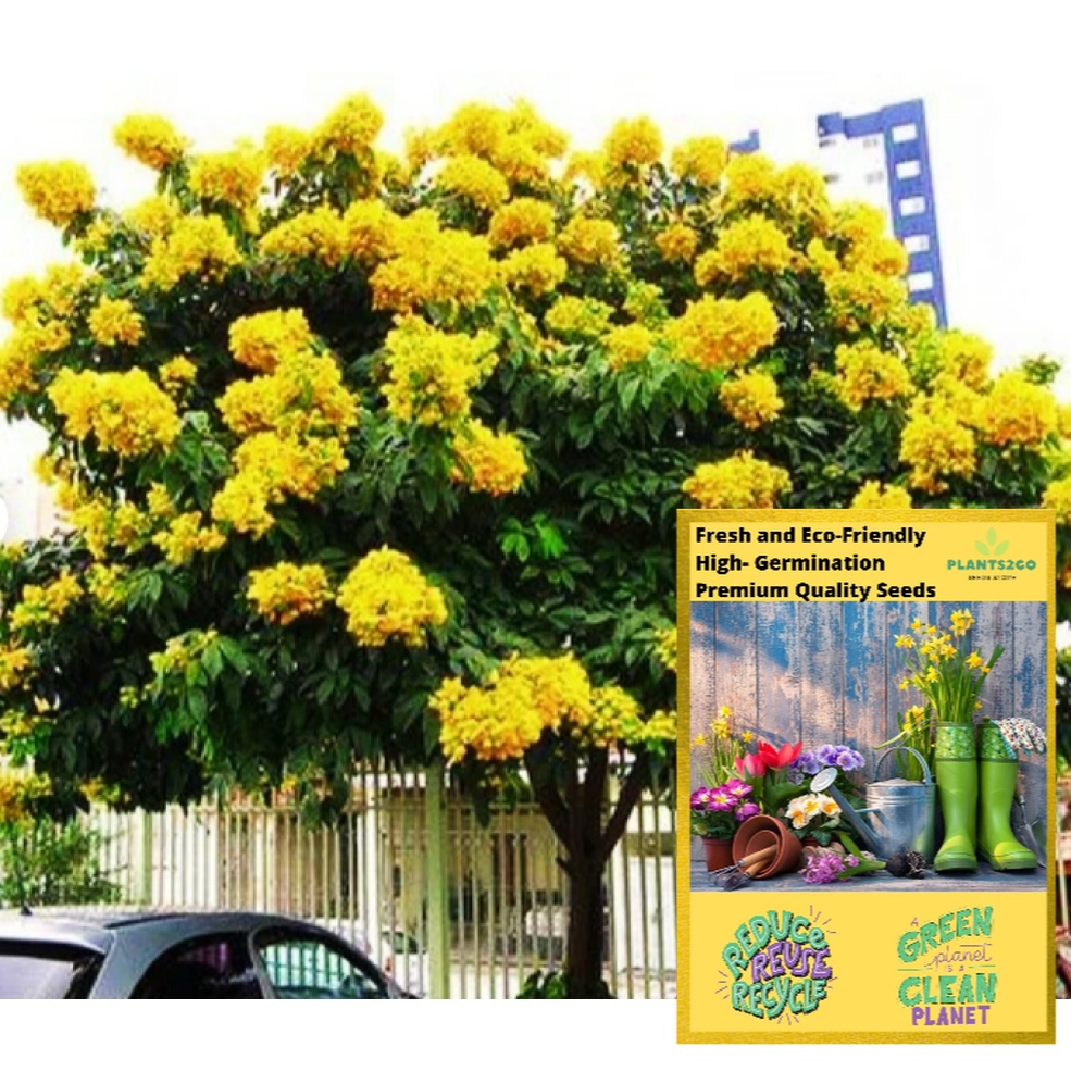 Golden Crape Myrtle Tree K19 - 1 Gram of High germination Flowering ...