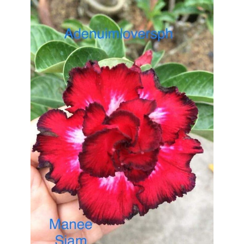 Siam Manee Grafted Adenium | Shopee Philippines