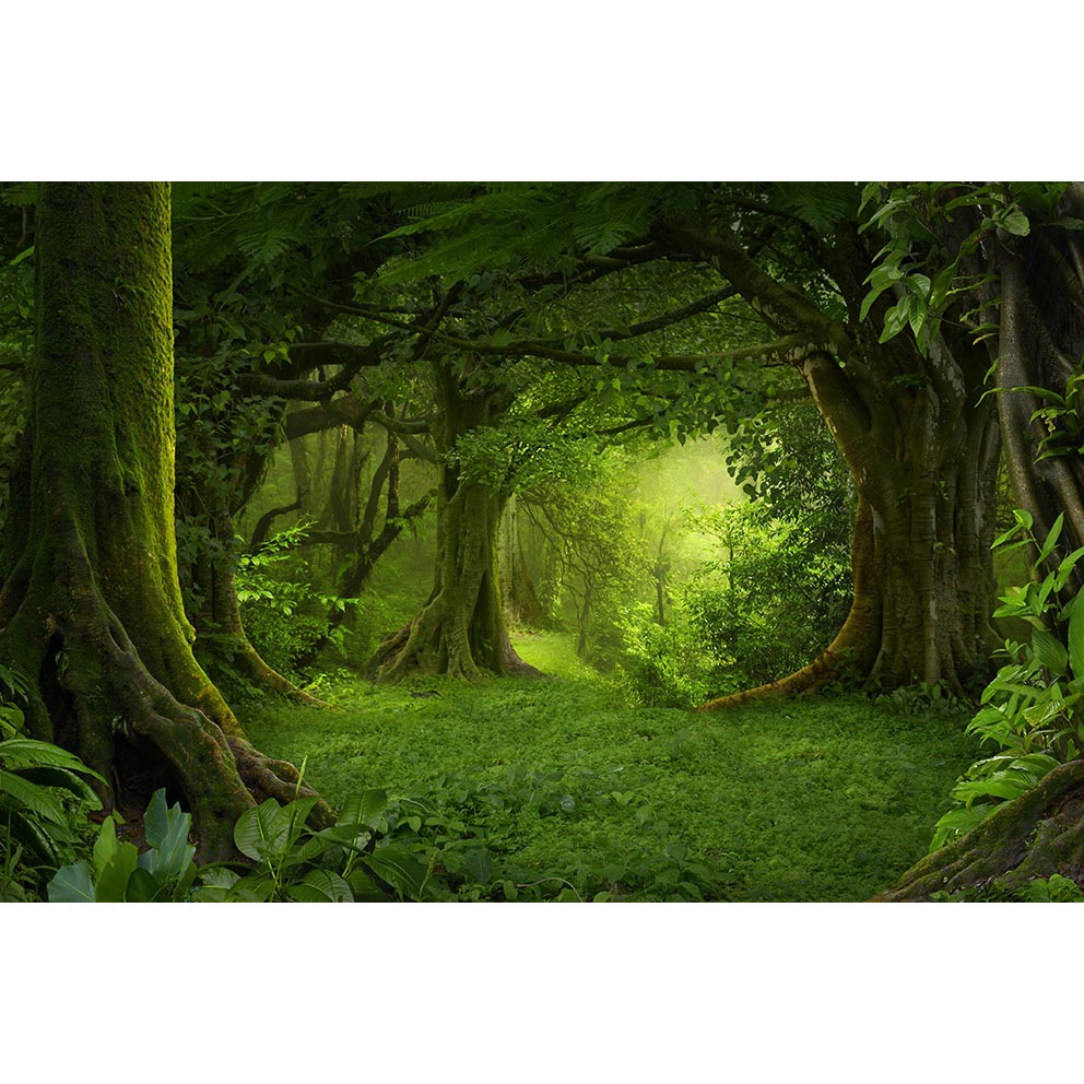 Fairy Tale Wonderland Dreamy Fantasy Forest Jungle Nature Scenery ...