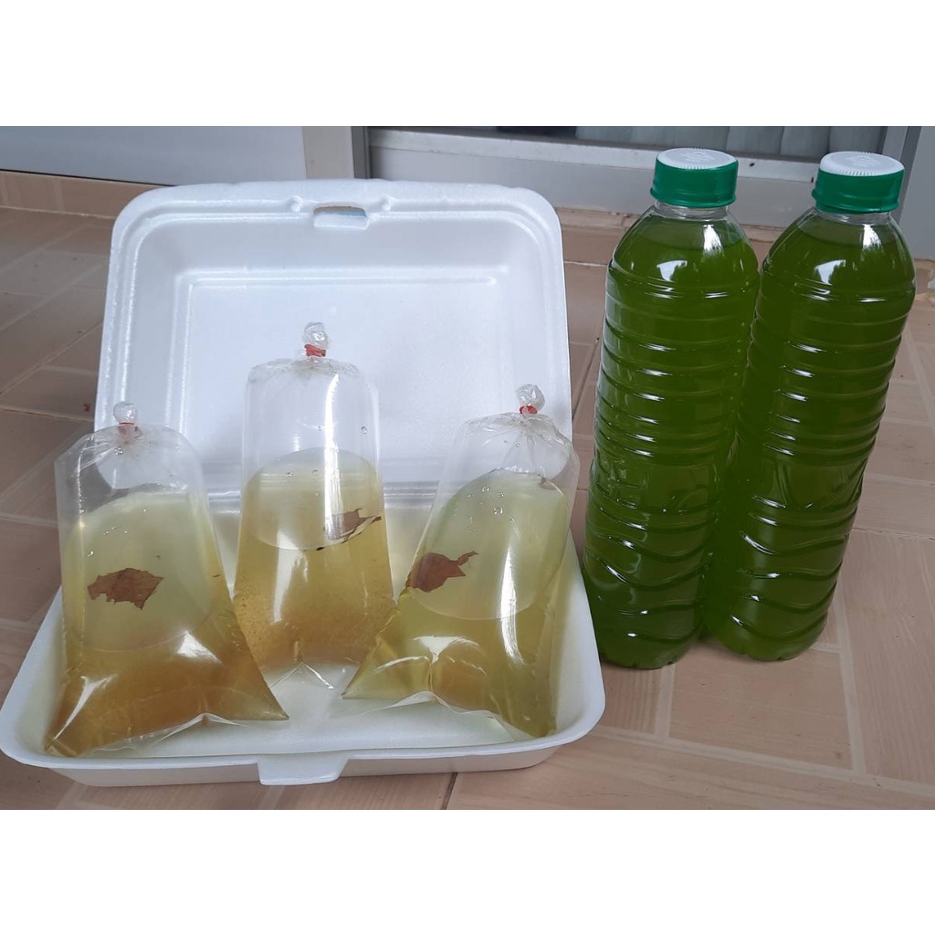 Red Mite Macropa Parent-Child Order 3 Bags For Free!!1 Bottle Of Green ...