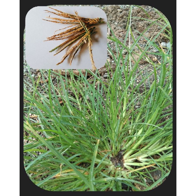 Paragis Seeds (approx. 50 seeds) | Shopee Philippines