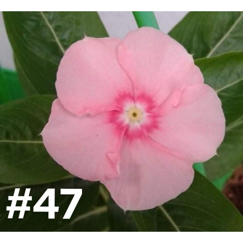 Hanging Periwinkle /Vinca Dark Peach. (20 seeds) | Shopee Philippines