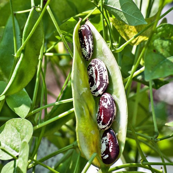 Patani Seeds / Lima Beans | Shopee Philippines