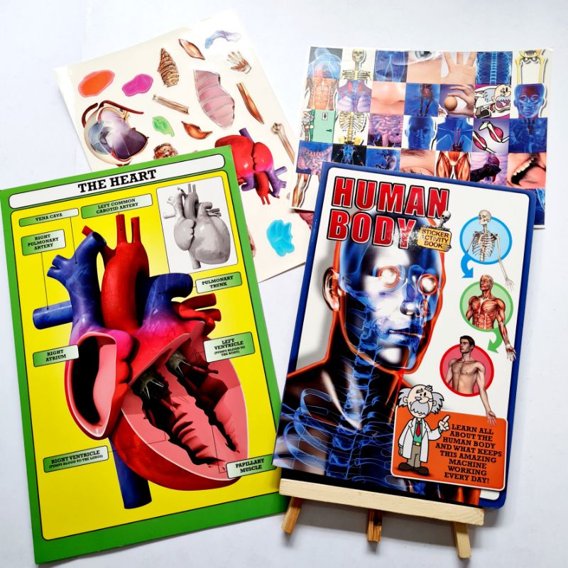 Human Body Sticker Activity Board Book With Big Body Chart | Shopee ...
