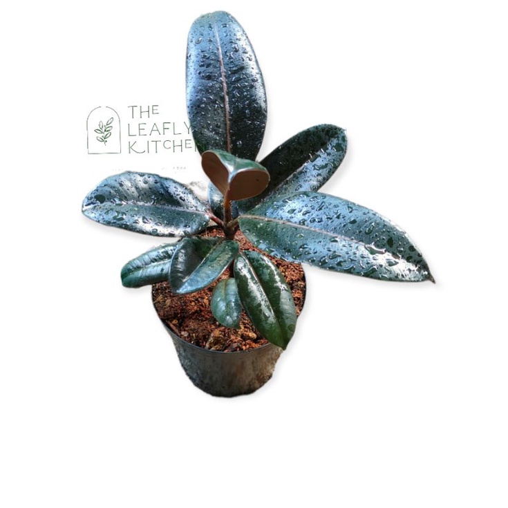 Ficus Elastica/BLACK PRINCE RUBBER TREE LiVE plant STABLE ROOTED ...