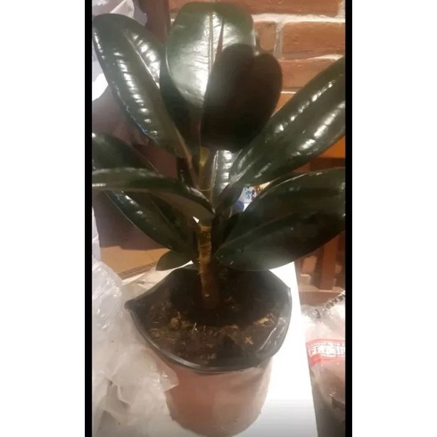 Rubber Tree Black Prince (FOR SURE BUYERS ONLY) | Shopee Philippines