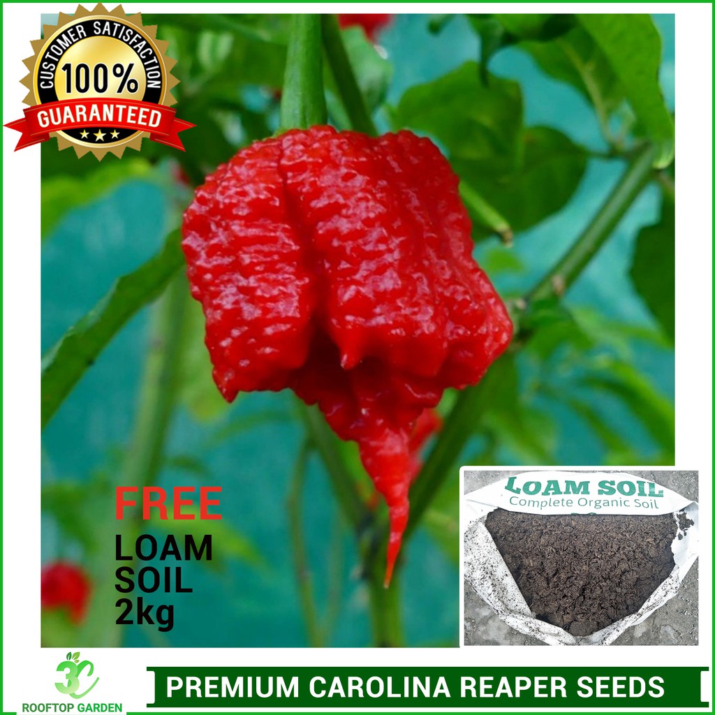 Legit Carolina Reaper Seeds (10pcs of seeds) with FREE germination Soil ...
