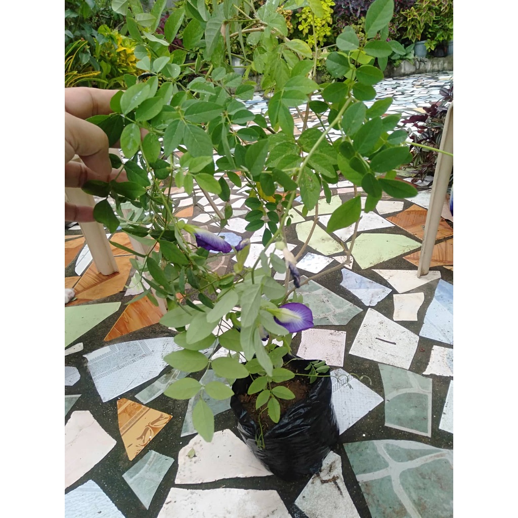 Blue Ternate Rooted Established, Small, Medium. Large ,Luzon only ...