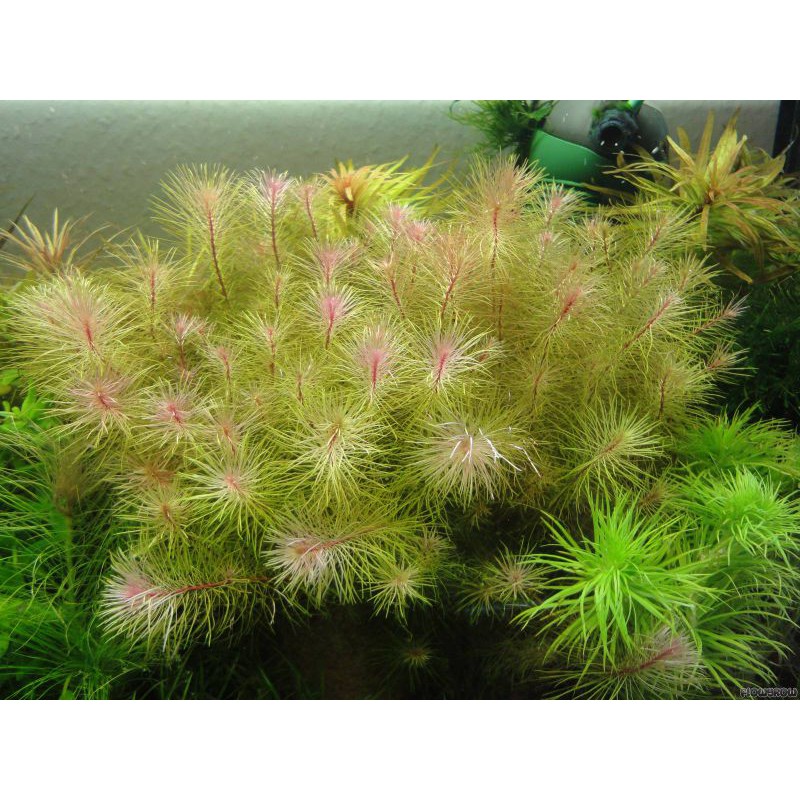 Rotala Vietnam (20 pcs stem cuttings) midtech aquatic plant | Shopee ...