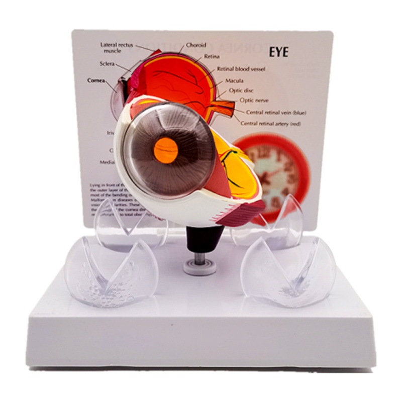 4X Human PVC Eye Cornea Anatomy Medical Teaching Demonstration Eyeball ...