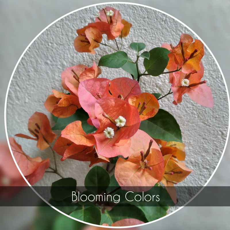 Green Leaf Bougainvillea Stem Cuttings (1 stem, no roots) | Shopee ...