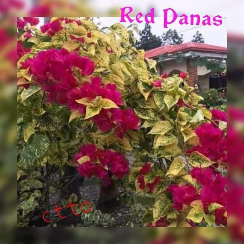 SALE!!! ( RARE BOUGAINVILLEA) CUTTINGS ONLY! | Shopee Philippines