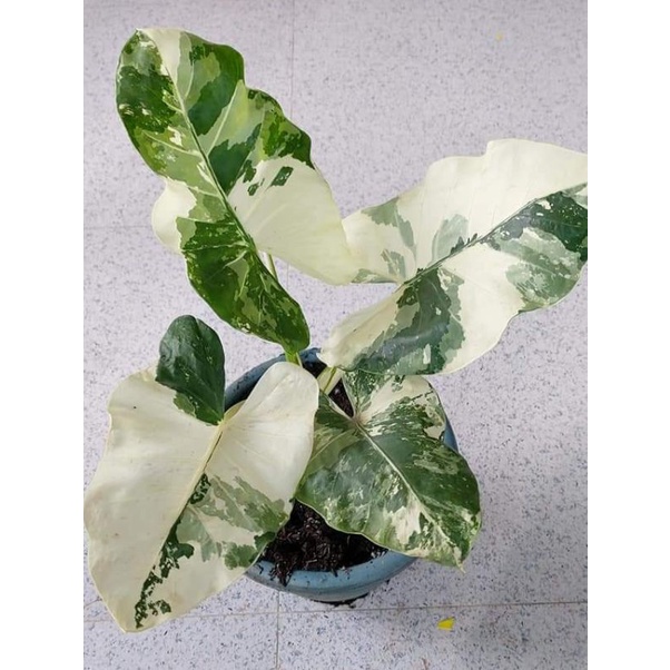 Shop badjang plant for Sale on Shopee Philippines