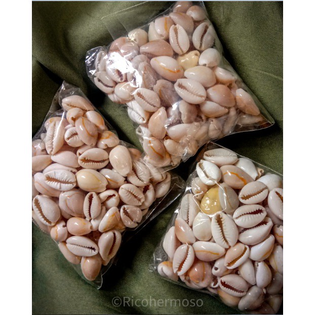 Sungka Shell Sigay Complete 100pcs | Shopee Philippines