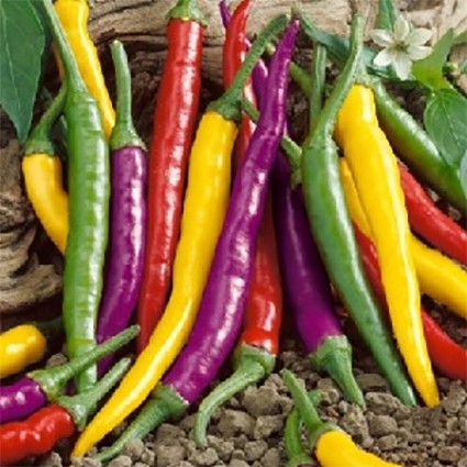 cayenne red rainbow chili chilli pepper plant seeds | Shopee Philippines