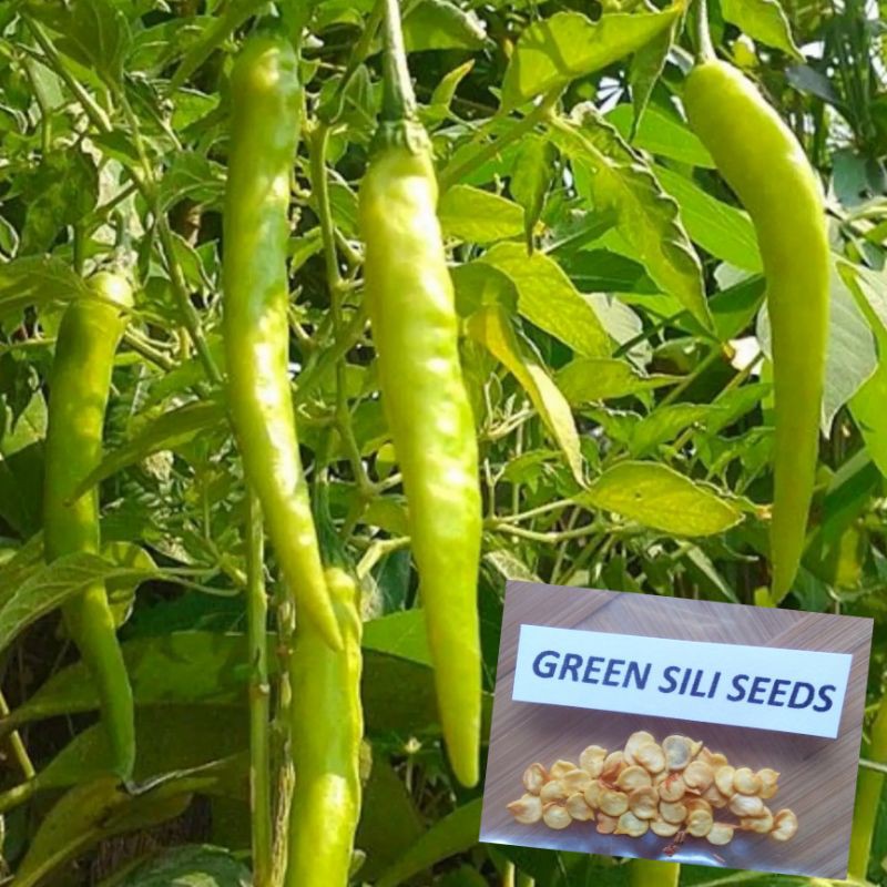 Green Sili Pansigang (8Pcs/Pack) | Shopee Philippines