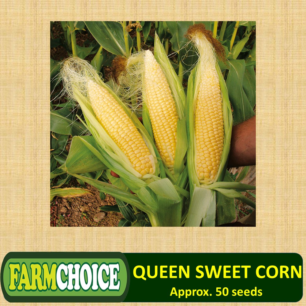 QUEEN SWEET CORN SEEDS - ( 50 seeds ) Light Yellow Colored Sweet Corn ...