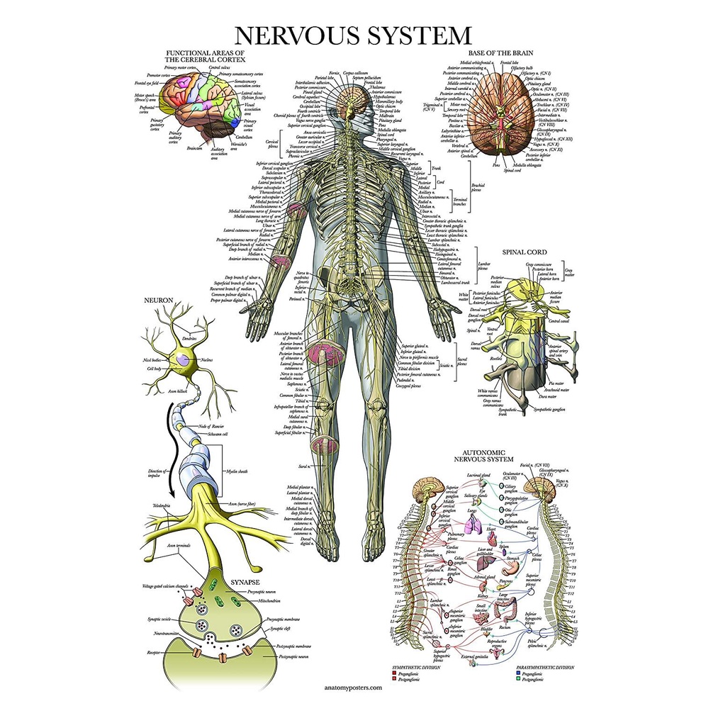Nervous System Anatomy Poster Laminated Autonomic Nervous System ...