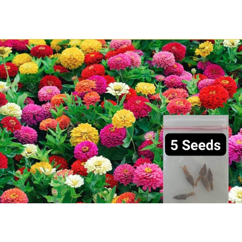 Zinnia seeds F1 Dreamland Mix for planting (5 Seeds) | Shopee Philippines