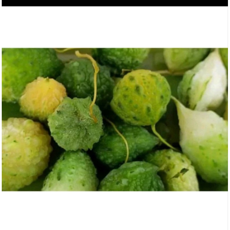 wild bitter/bitter ground/ampalayang ligaw(5seeds) | Shopee Philippines