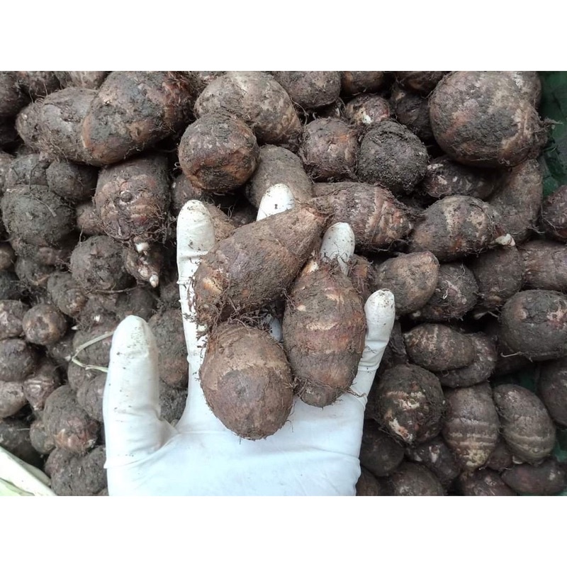 Delicious, friable and very sticky taro (packaged from 500g) (Clean ...