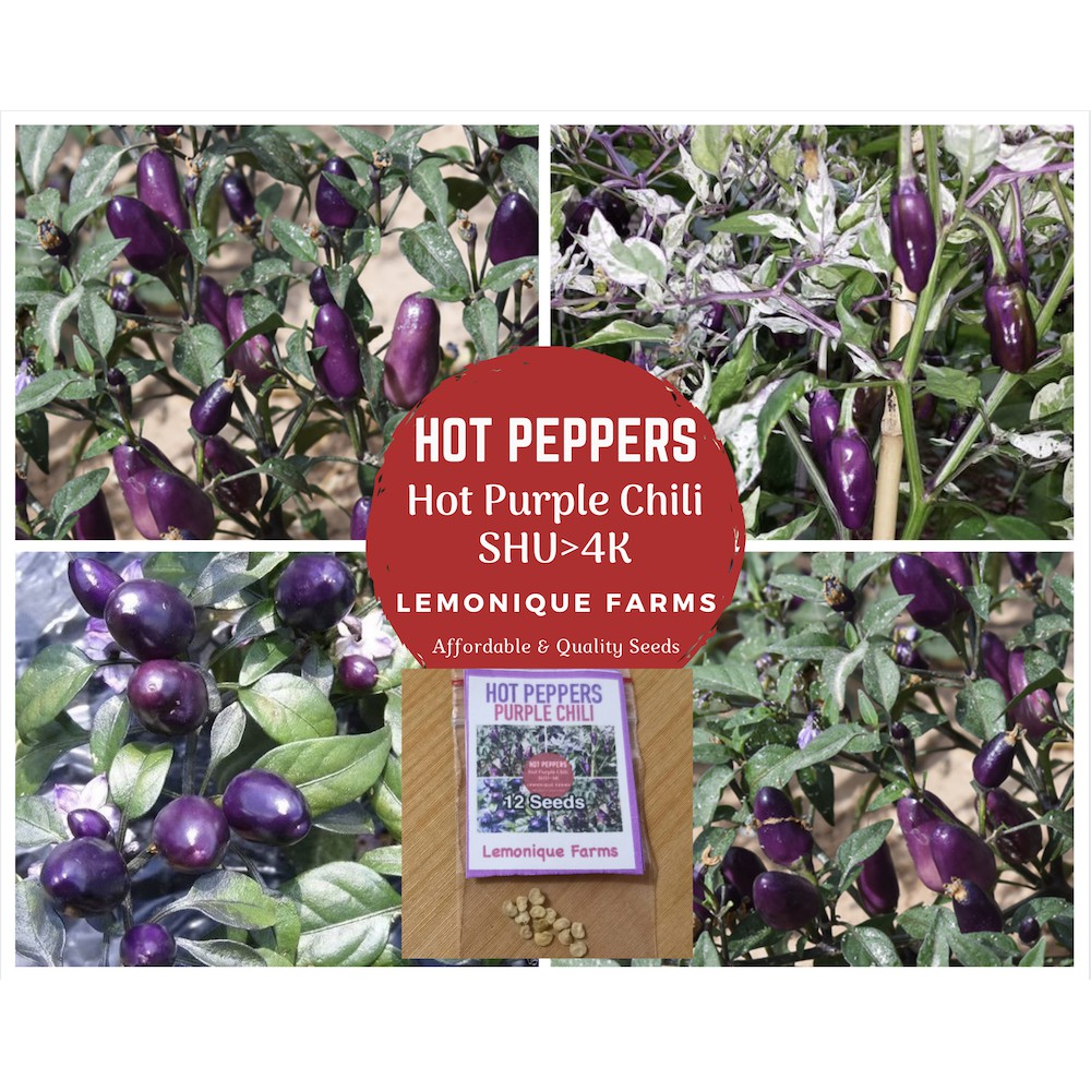 Purple siling labuyo | hot purple chili | pretty in purple pepper | hot ...