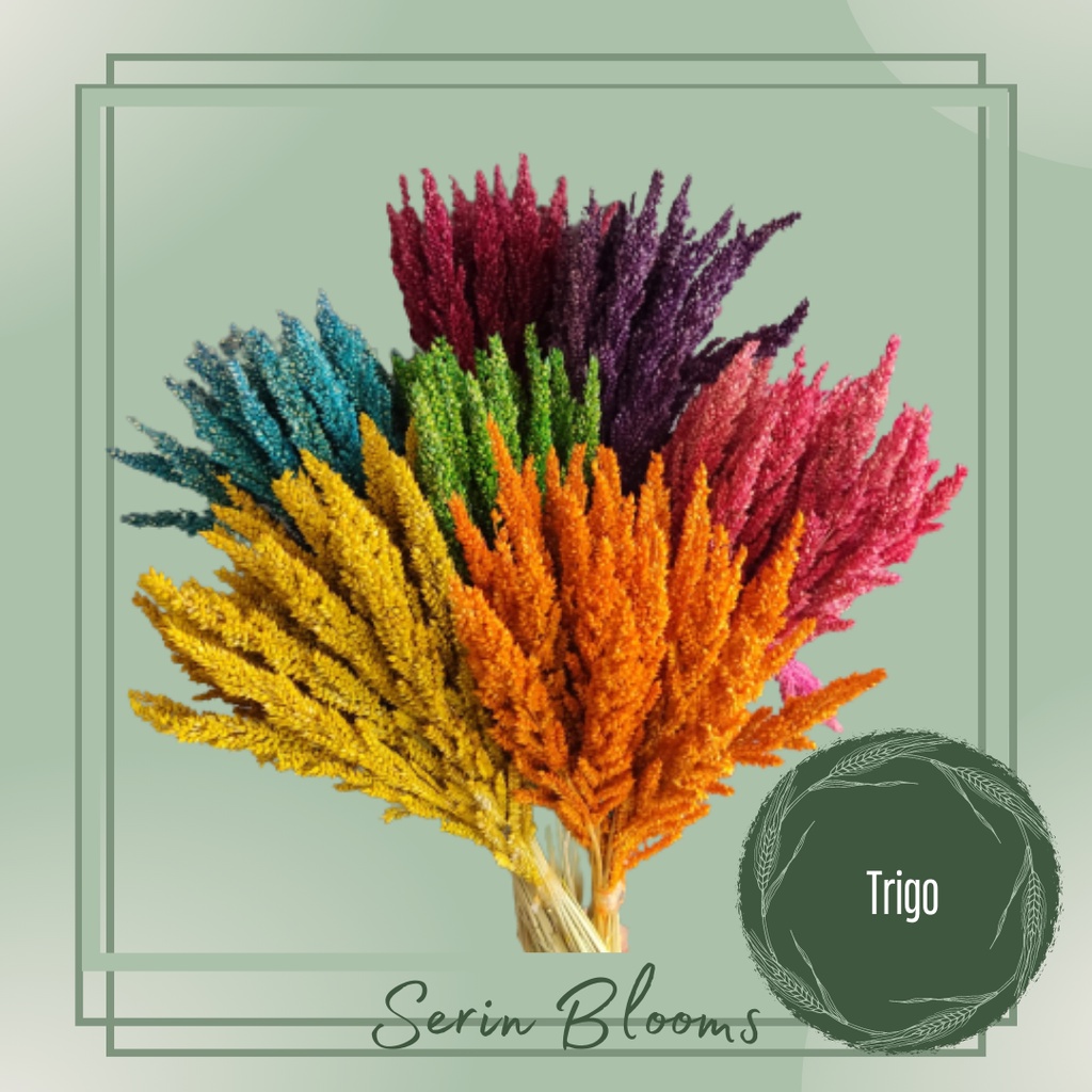 Local Dried Trigo sold per bundle | Shopee Philippines