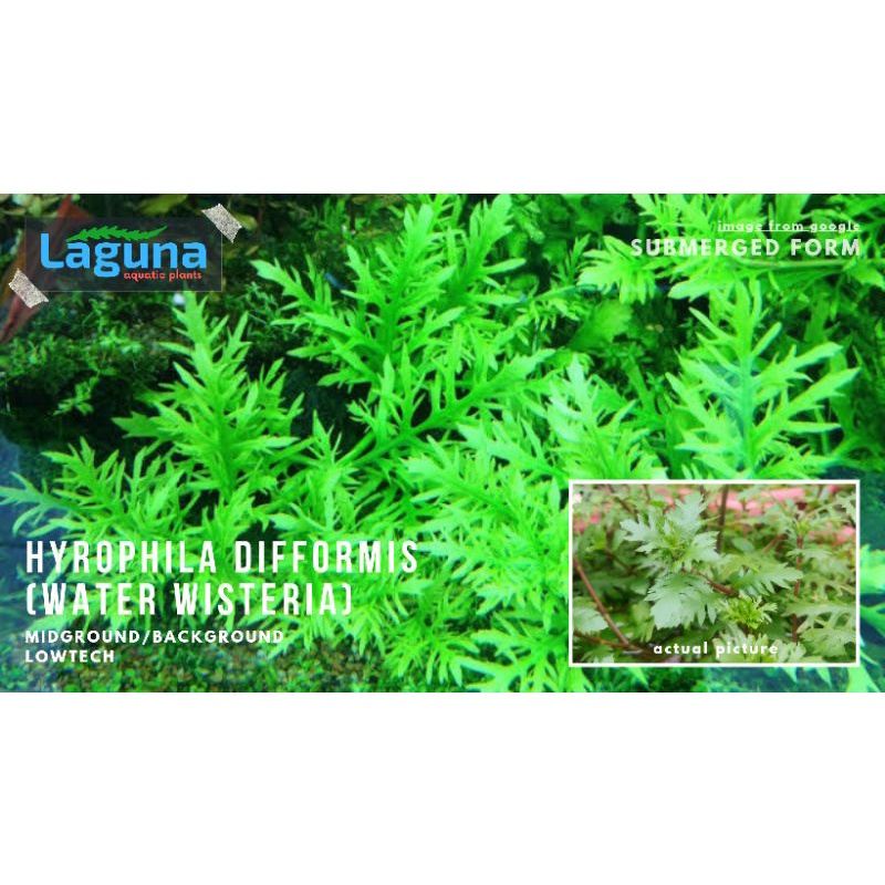 Water Wisteria / Hygrophila Difformis lowtech aquatic plants (10-15pcs ...