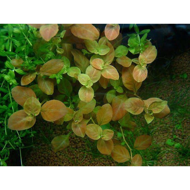 Ludwigia Ovalis (15 stems cuttings) midtech aquatic plant | Shopee ...