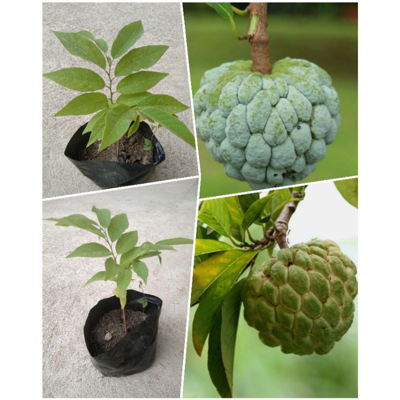 Native Atis (Sugar Apple) | Shopee Philippines